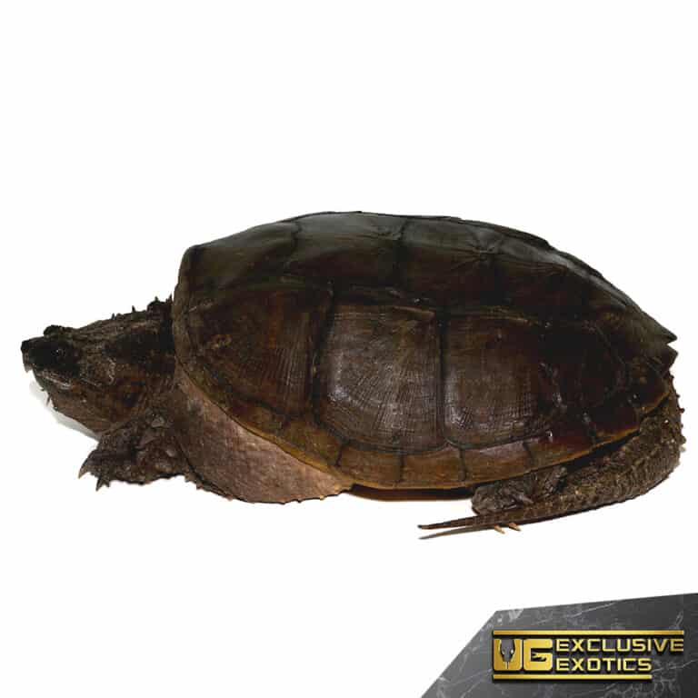 Juvenile Florida Snapping Turtles (Chelydra serpentina) For Sale ...