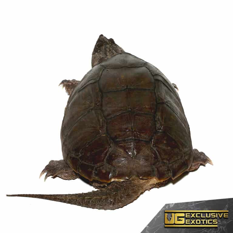 Juvenile Florida Snapping Turtles (Chelydra serpentina) For Sale ...