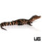 Lizards For Sale - Underground Reptiles