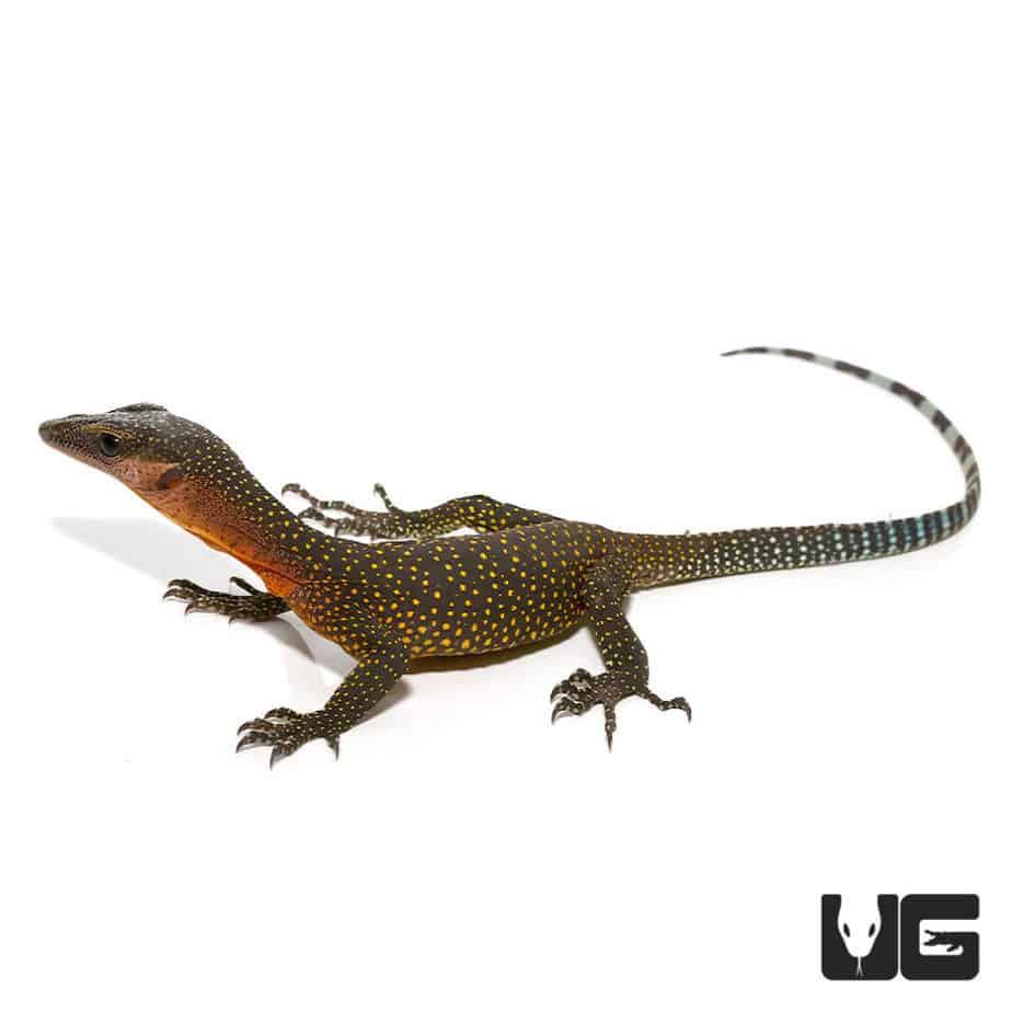 Baby Jackson Chameleons (Trioceros jacksonii) For Sale - Underground ...