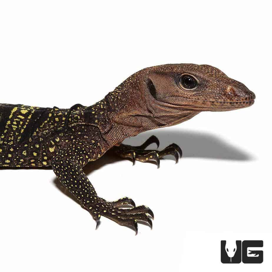 Spiny Neck Monitors For Sale - Underground Reptiles
