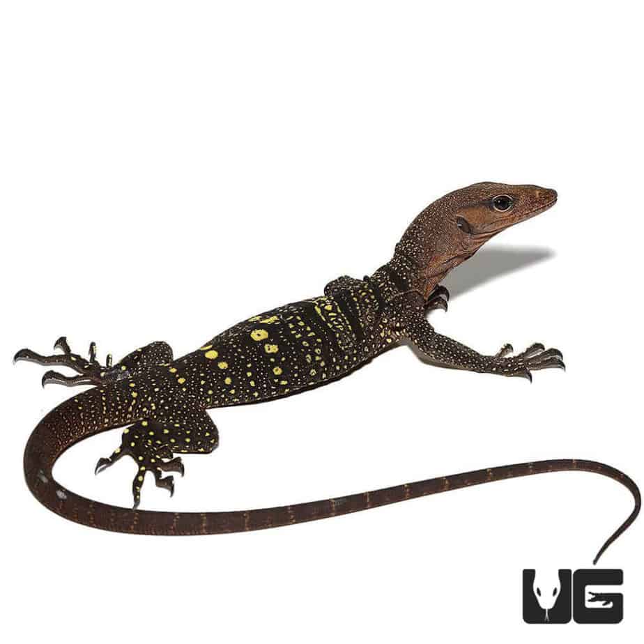 Spiny Neck Monitors For Sale - Underground Reptiles