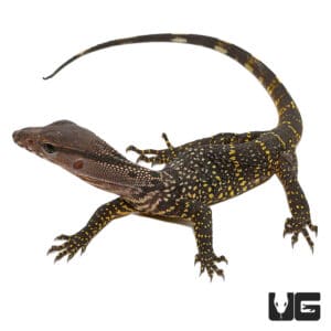 Black Roughneck Monitors (Varanus rudicollis) For Sale - Underground ...