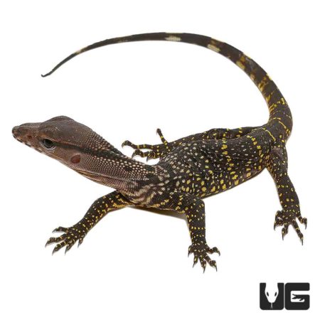 Black Roughneck Monitors (Varanus rudicollis) For Sale - Underground ...