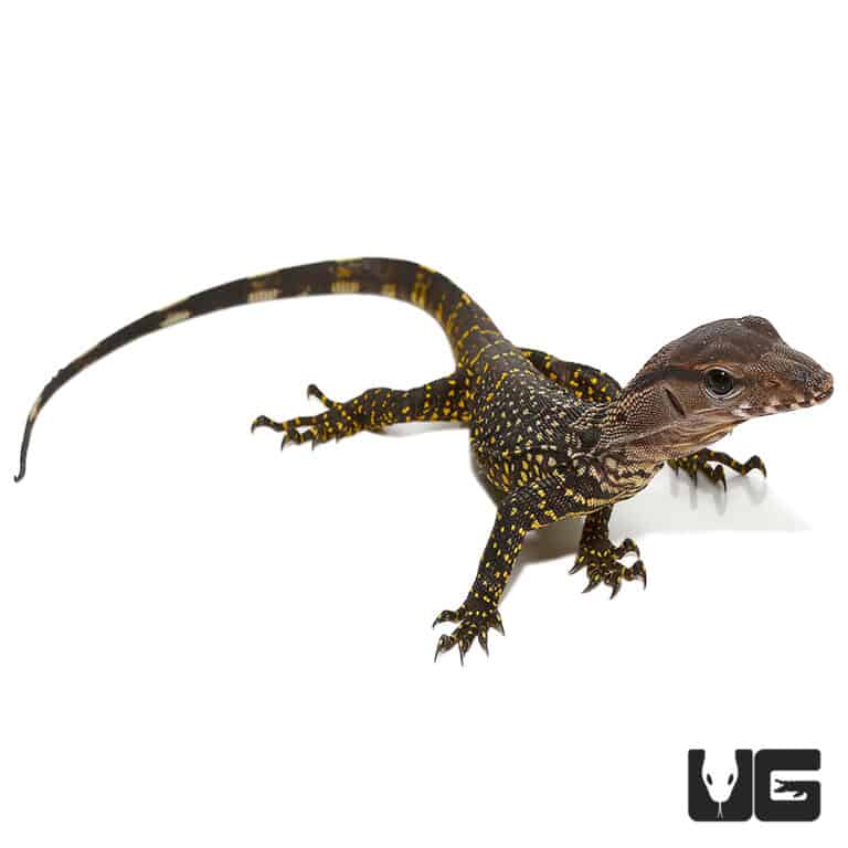 Black Roughneck Monitors (Varanus rudicollis) For Sale - Underground ...