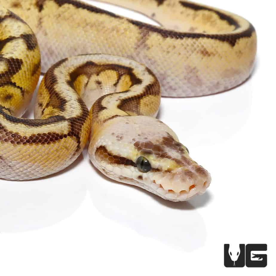 Baby Bongo Bumble Bee Ball Python For Sale - Underground Reptiles