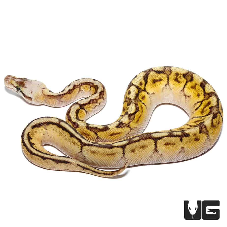 Baby Bongo Bumble Bee Ball Python For Sale - Underground Reptiles