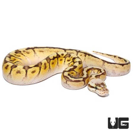 Baby Bongo Bumble Bee Ball Python For Sale - Underground Reptiles
