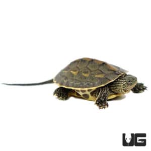 Baby Chinese Golden Thread Turtles (Ocadia sinensis) For Sale ...