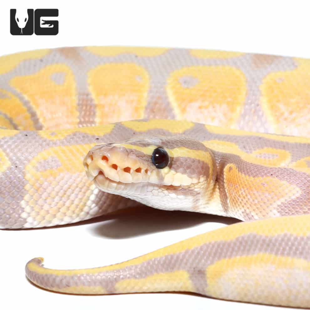 2020 Enchi Lemonblast Het Pied Ball Python For Sale - Underground Reptiles
