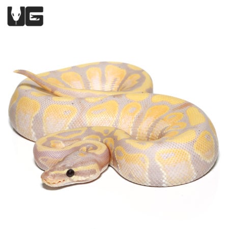 2020 Enchi Lemonblast Het Pied Ball Python For Sale - Underground Reptiles