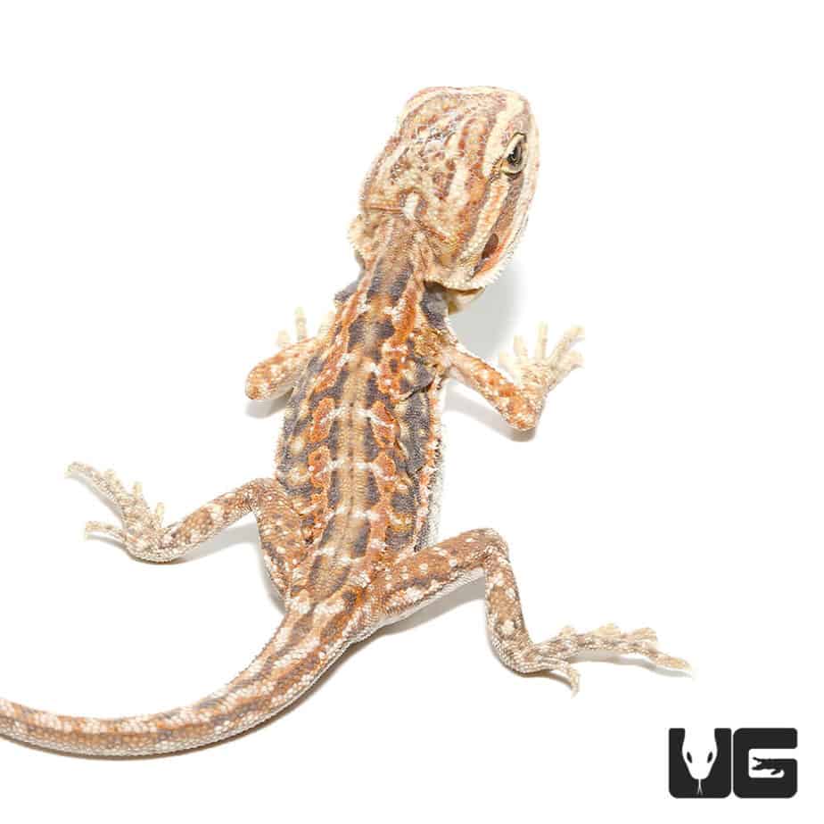 Baby Hypo Inferno Blue Bar Bearded Dragon (Pogona vitticeps) For Sale ...