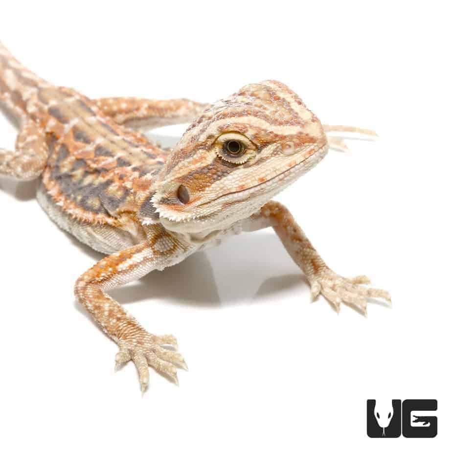 Baby Hypo Inferno Blue Bar Bearded Dragon (Pogona vitticeps) For Sale ...
