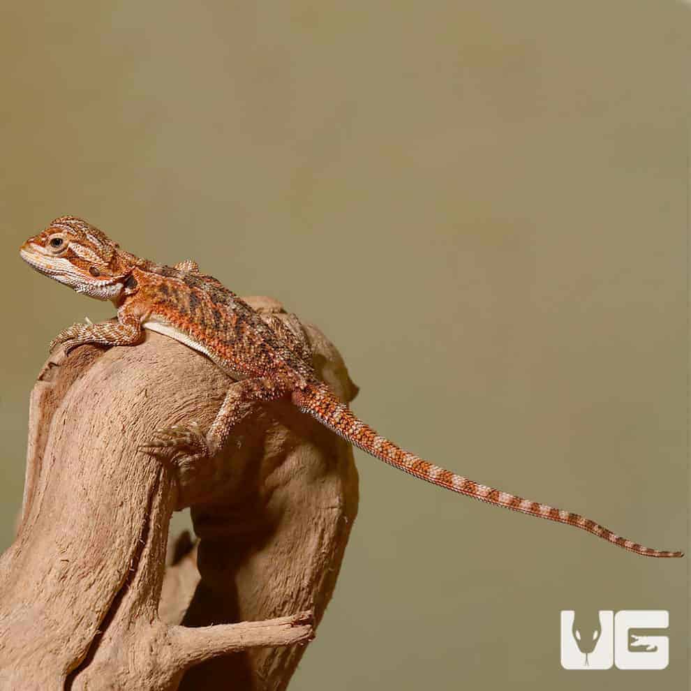 Baby Tiger Dream Bearded Dragon - Underground Reptiles