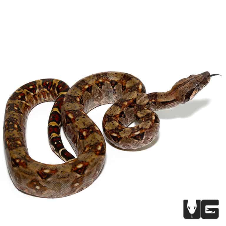 Baby Central American Boa For Sale - Underground Reptiles