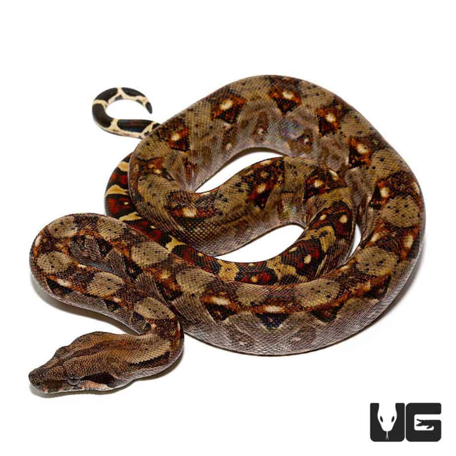 Boas For Sale - Underground Reptiles