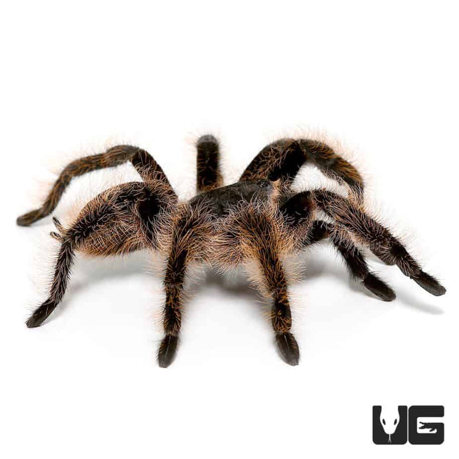 Curly Haired Tarantulas (Brachypelma albopilosum) For Sale ...