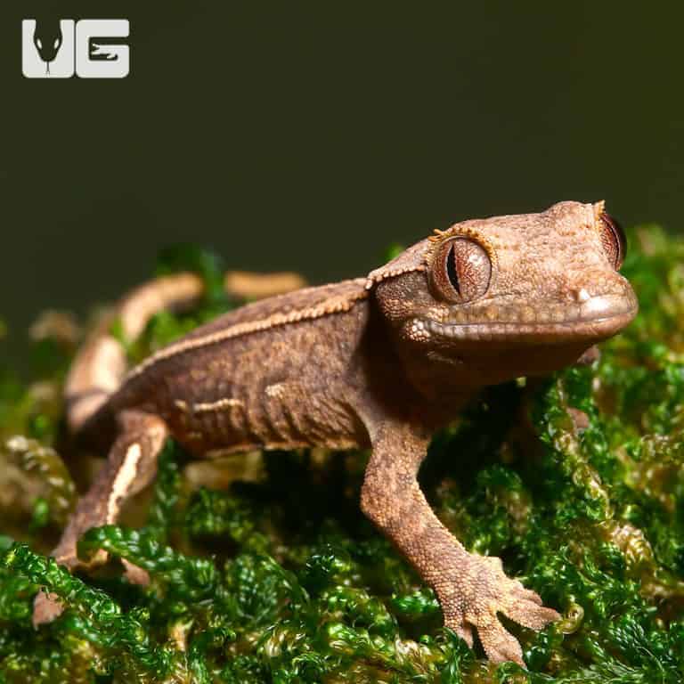Crested & New Caledonia Geckos For Sale - Underground Reptiles
