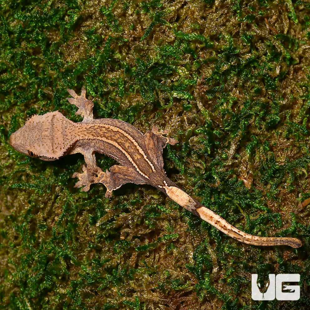 Baby Empty Back Partial Pinstripe Harlequin Crested Gecko For Sale ...