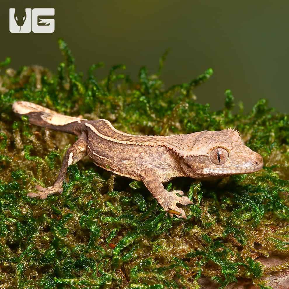 Baby Empty Back Partial Pinstripe Harlequin Crested Gecko For Sale ...