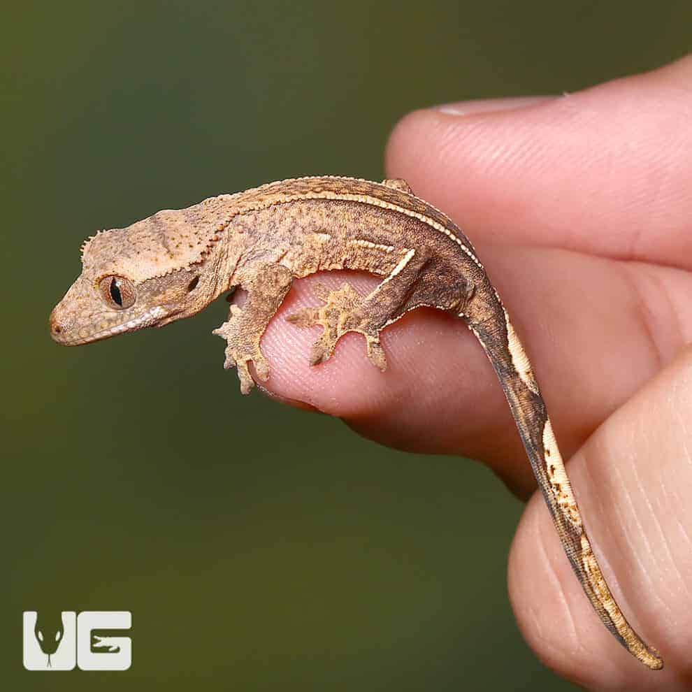 Baby Empty Back Partial Pinstripe Harlequin Crested Gecko For Sale ...