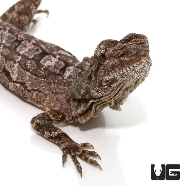 Lizards For Sale - Underground Reptiles