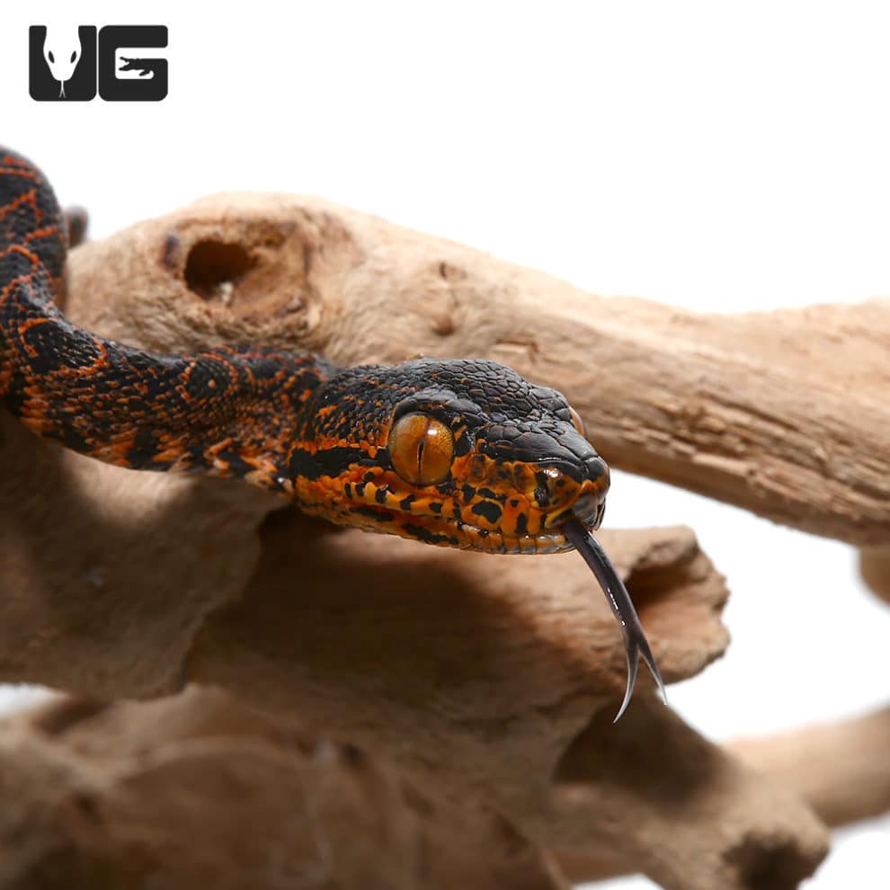 Baby Halloween Phase Amazon Tree Boas (Corallus hortulanus) For Sale ...