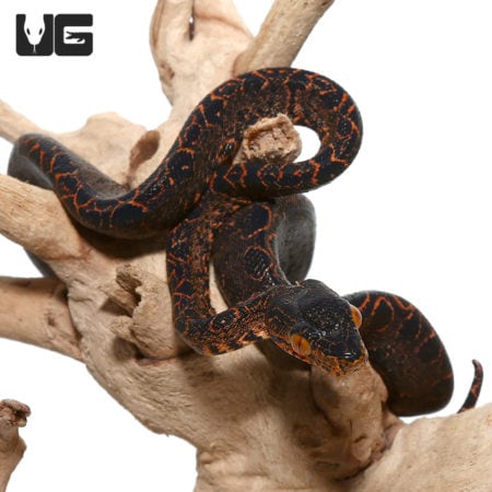 Baby Halloween Phase Amazon Tree Boas (Corallus hortulanus) For Sale ...