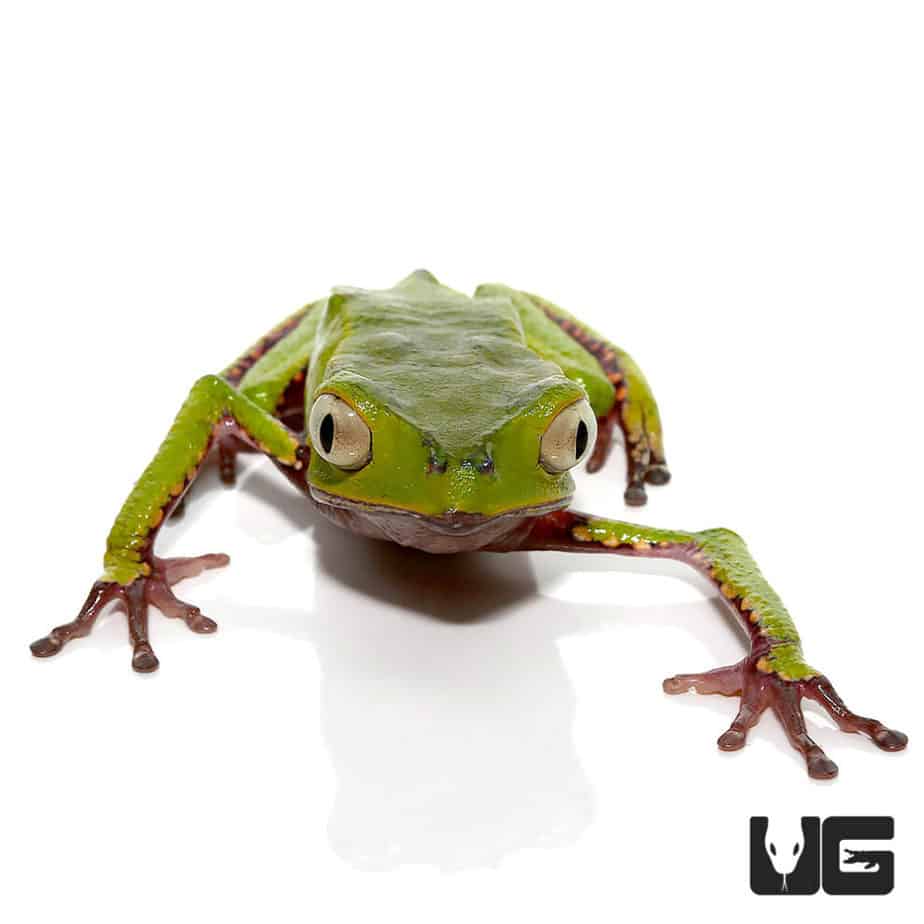 White Lined Leaf Frogs (Phyllomedusa vaillantii) For Sale - Underground ...