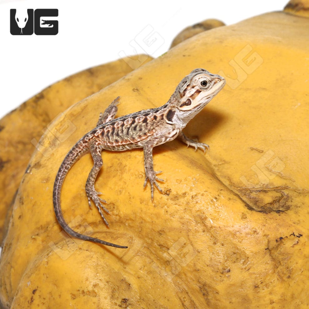 Baby Hypo Inferno Silky Bearded Dragon For Sale - Underground Reptiles