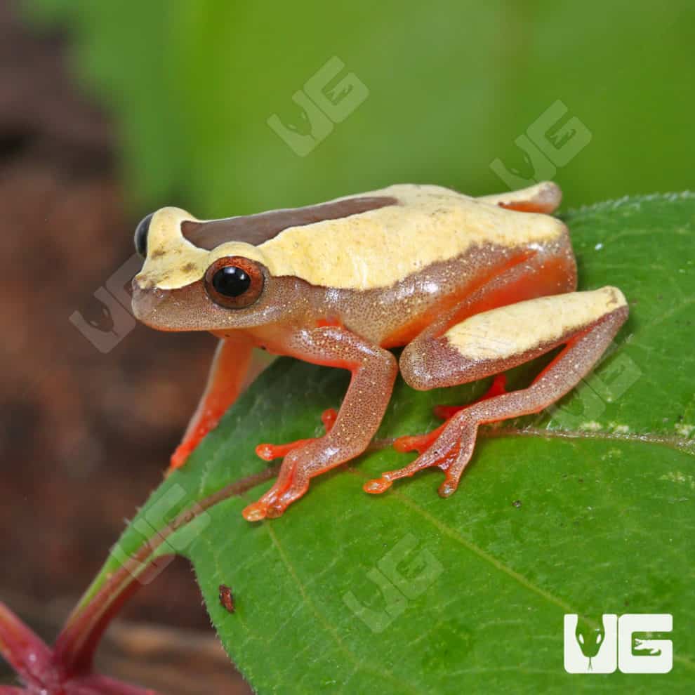 Triangle Tree Frog (dendropsophus triangulum) For Sale - Underground ...