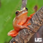 Auctions - Underground Reptiles