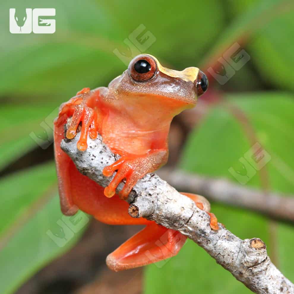 Tree Frogs For Sale - Underground Reptiles