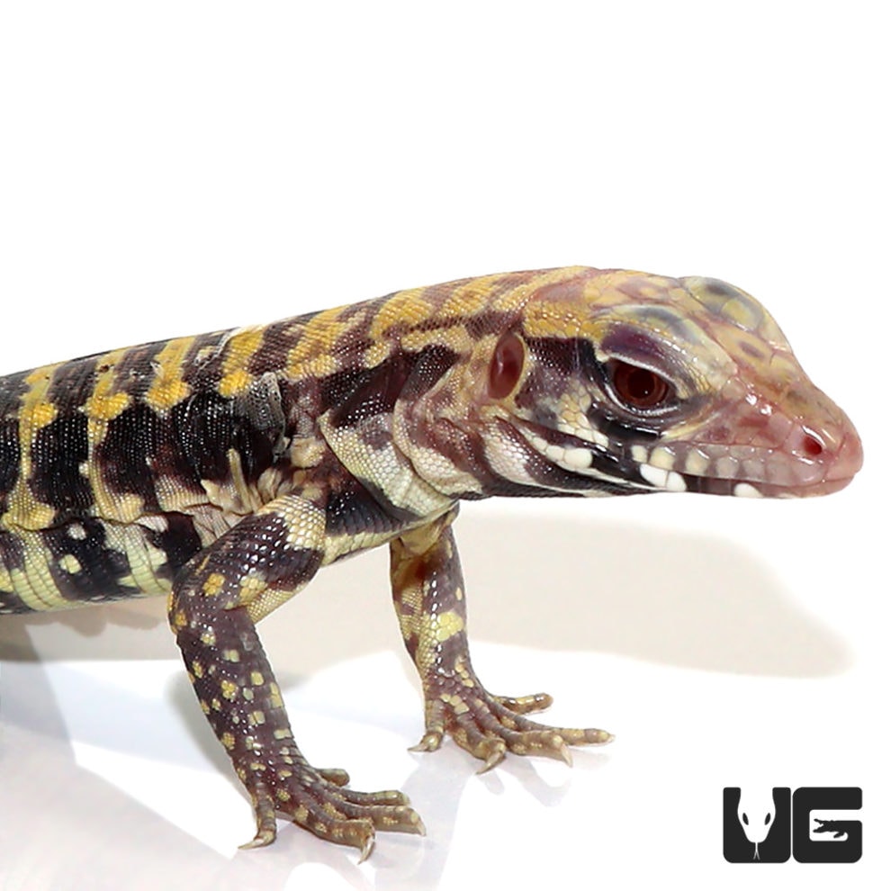 Baby Albino Blue Tegu - Underground Reptiles