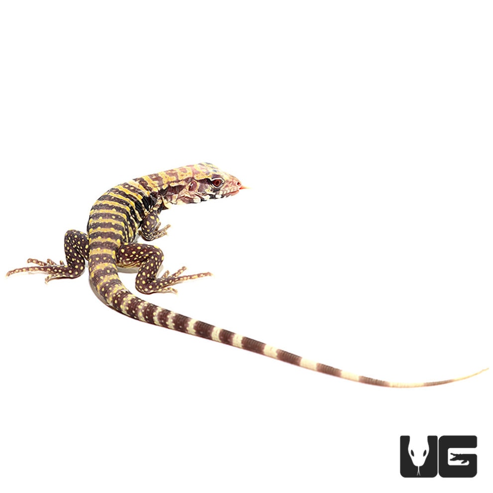 Baby Albino Blue Tegu - Underground Reptiles