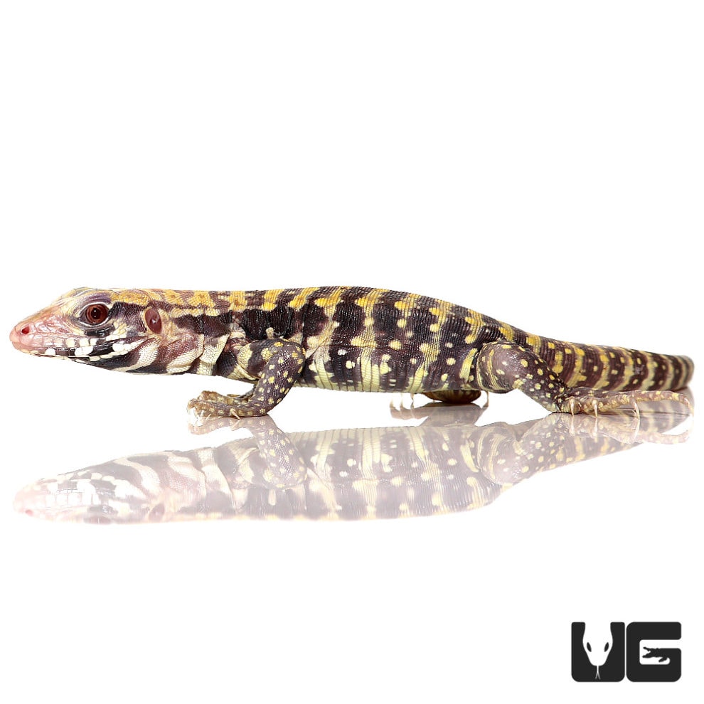 Baby Albino Blue Tegu - Underground Reptiles