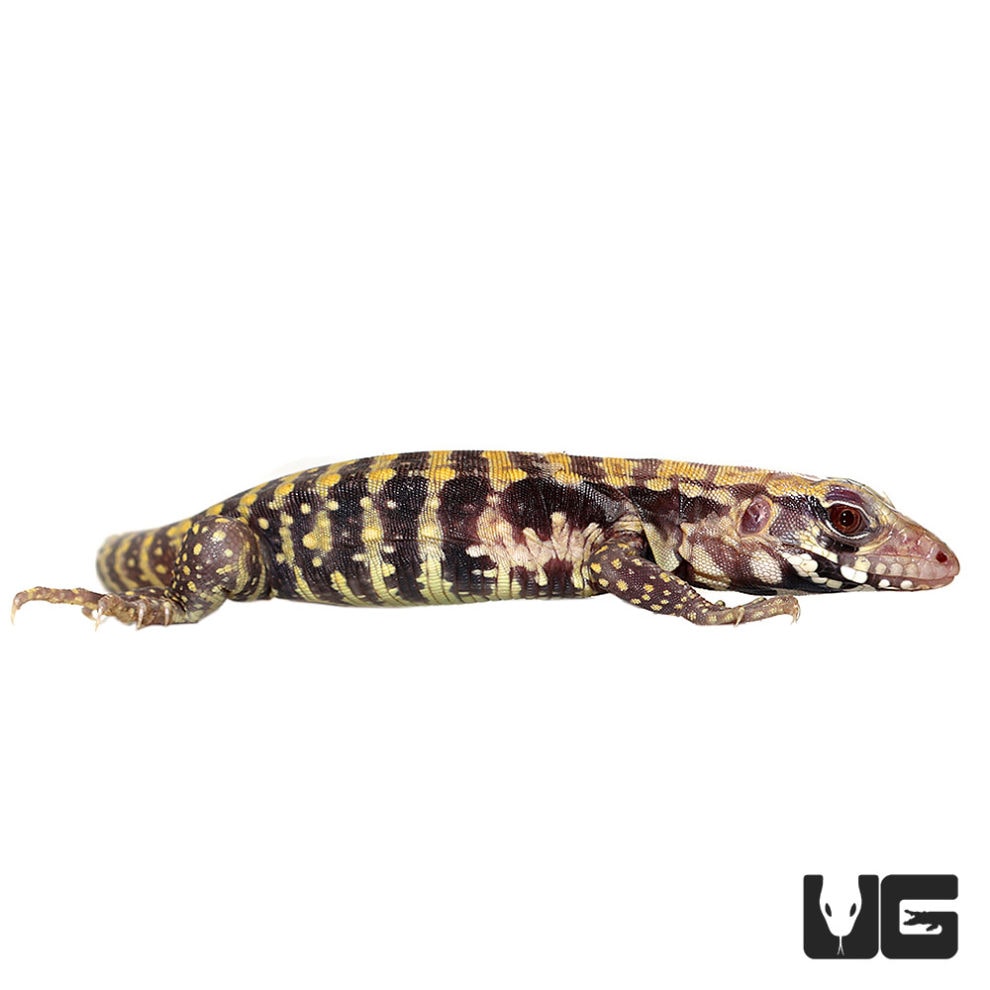 Baby Albino Blue Tegu - Underground Reptiles