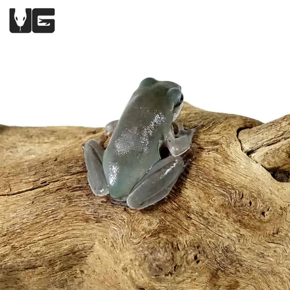 Baby Australian Blue Eyed Dumpy Tree Frog (Litoria caerulea) For Sale ...