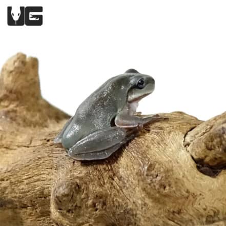 Baby Australian Blue Eyed Dumpy Tree Frog (Litoria caerulea) For Sale ...