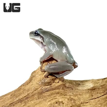 Baby Australian Blue Eyed Dumpy Tree Frog (Litoria caerulea) For Sale ...