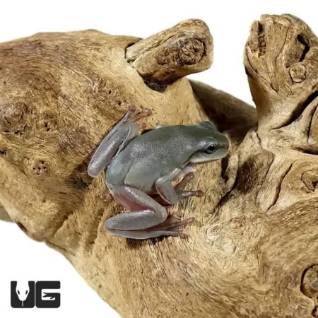 Baby Australian Blue Eyed Dumpy Tree Frog (Litoria caerulea) For Sale ...