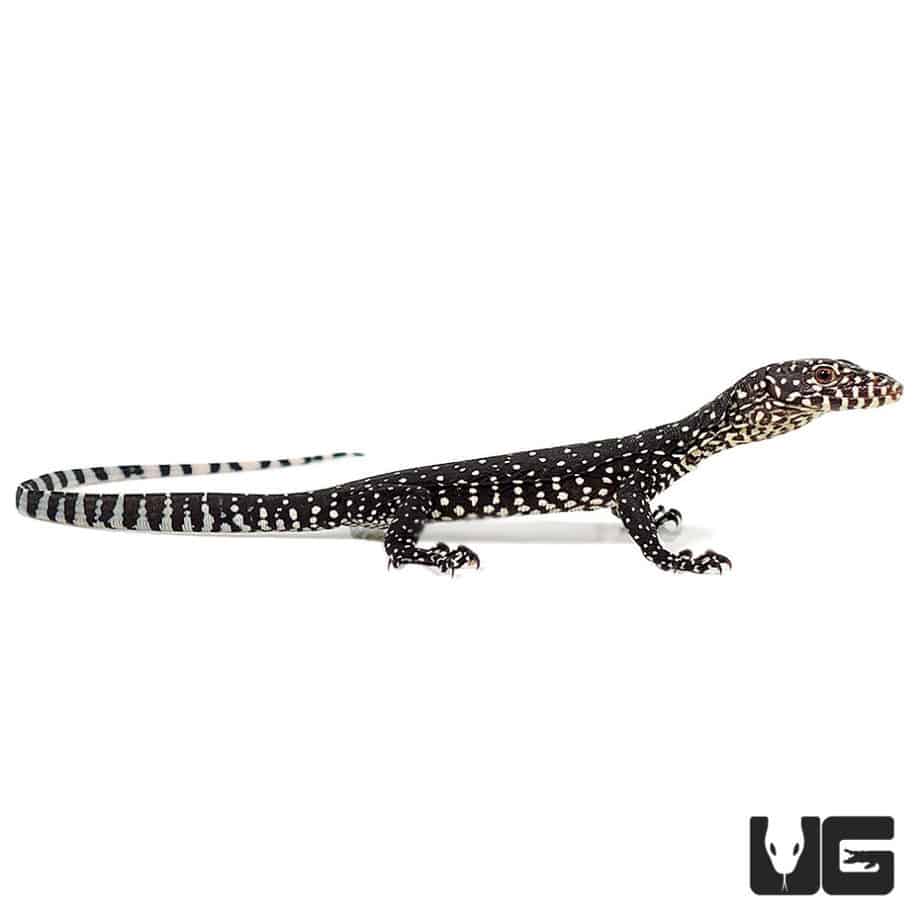 Baby Blue Tail Monitors (Varanus doreanus) For Sale - Underground Reptiles