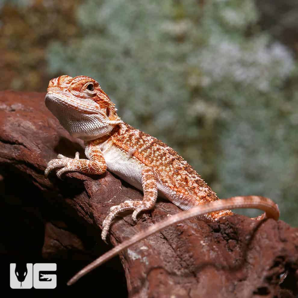 Classic Tiger Bearded Dragons (Pogona vitticeps) For Sale - Underground ...