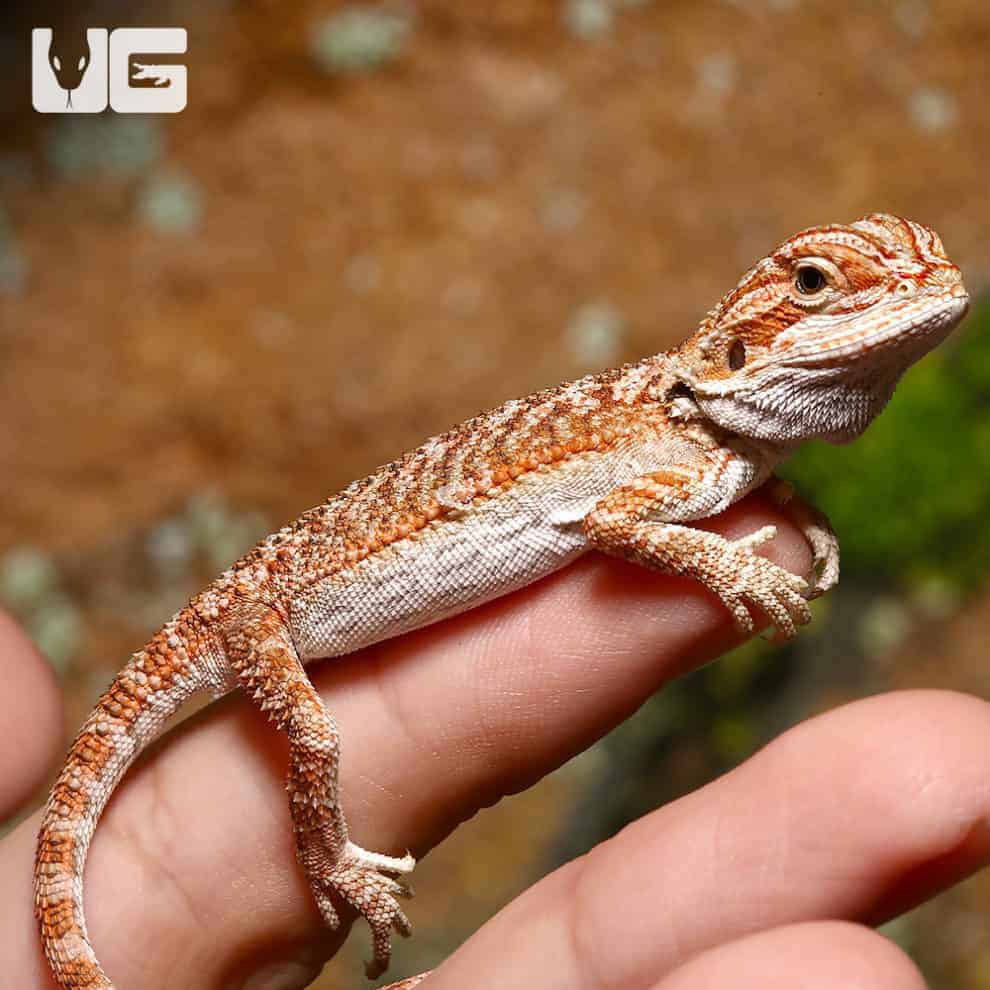 Classic Tiger Bearded Dragons (Pogona vitticeps) For Sale - Underground ...