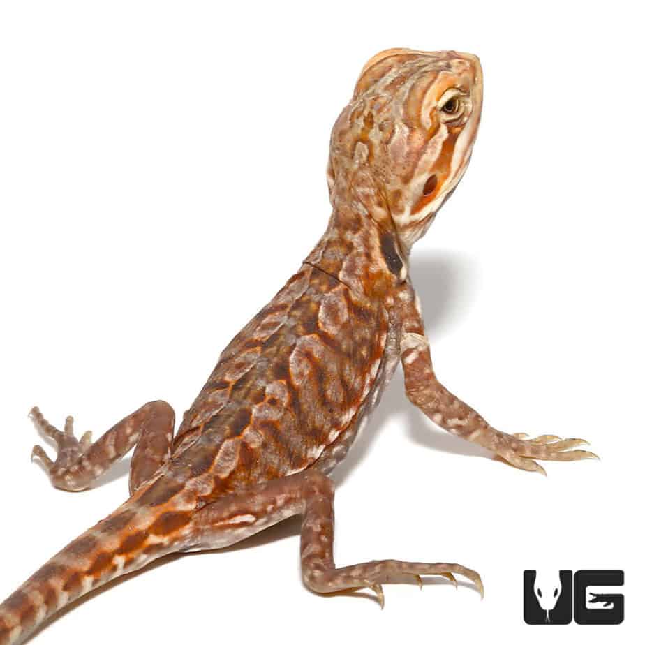 Baby Inferno Silky Bearded Dragon - Underground Reptiles