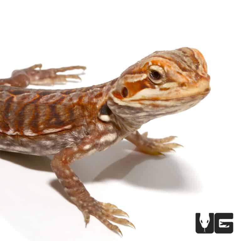 Baby Inferno Silky Bearded Dragon - Underground Reptiles