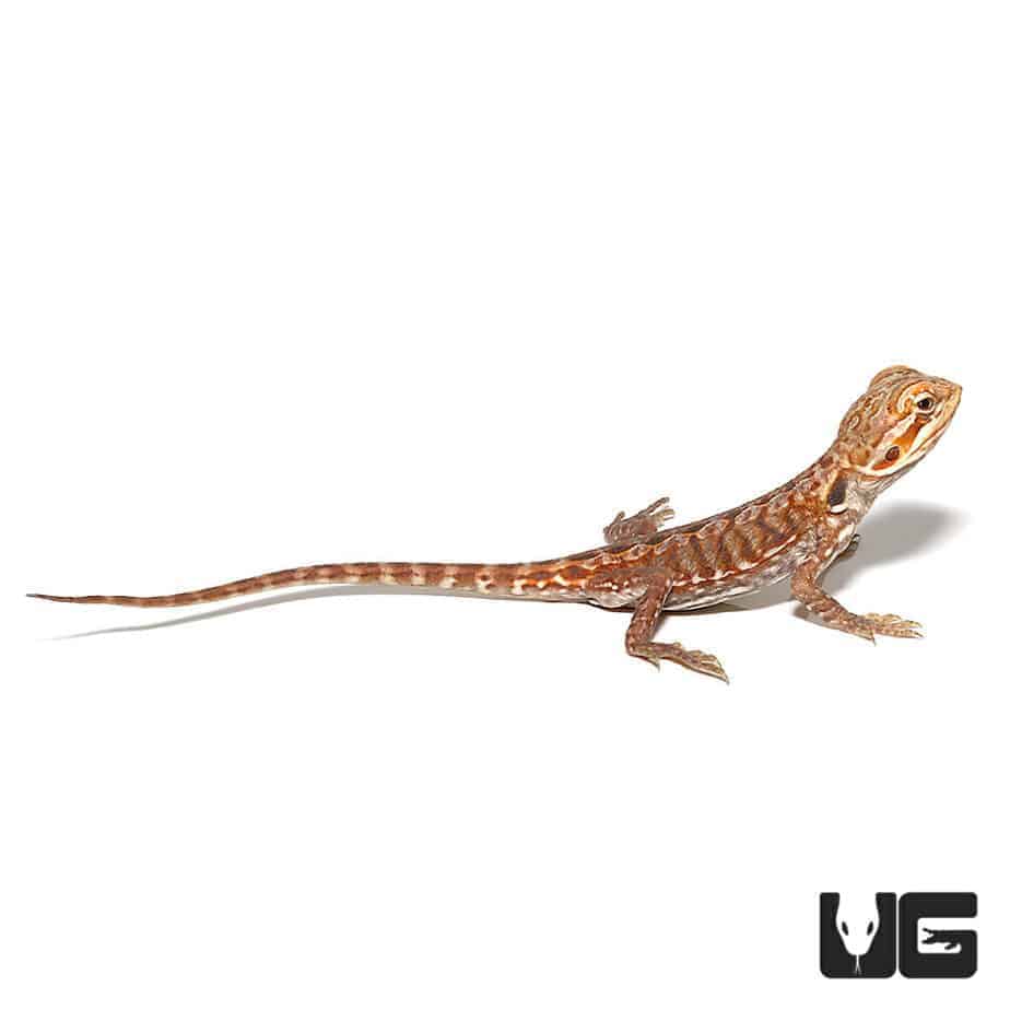 Baby Inferno Silky Bearded Dragon - Underground Reptiles