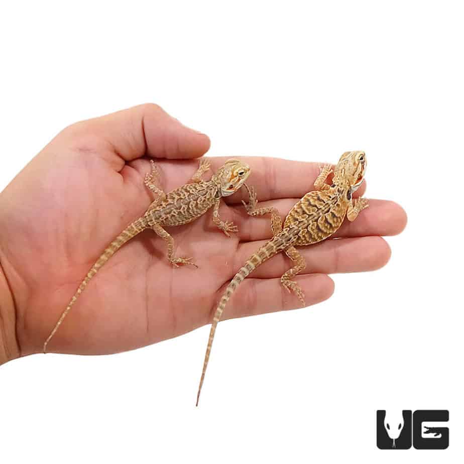 Baby Red Silky Bearded Dragon - Underground Reptiles