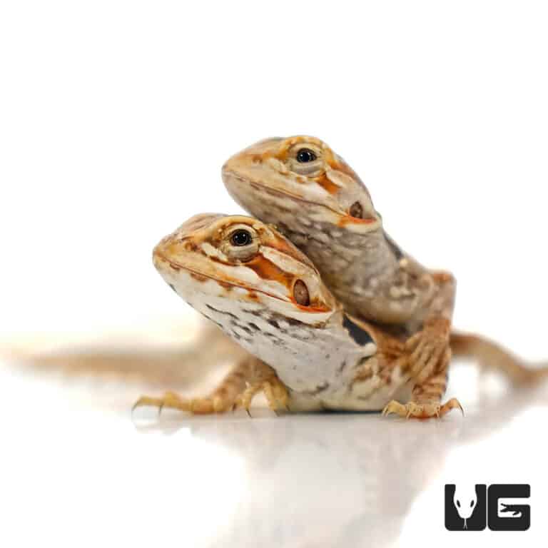 Baby Red Silky Bearded Dragon - Underground Reptiles