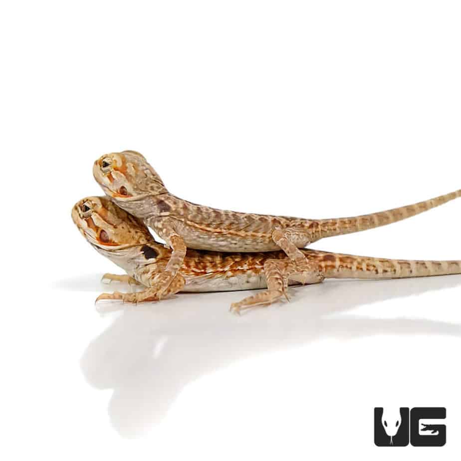 Baby Red Silky Bearded Dragon - Underground Reptiles